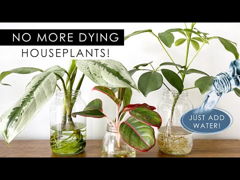 How to Root Plant Cuttings In Water In 6 Easy Steps - Plantiful Interiors