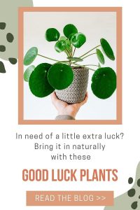 7 Indoor Plants That Bring Good Luck & Fortune