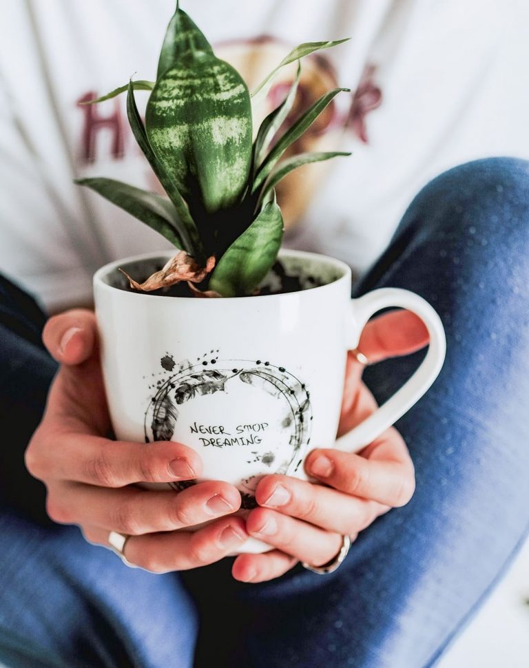 50+ Cute & Funny Plant Sayings For Every Occasion - Plantiful Interiors