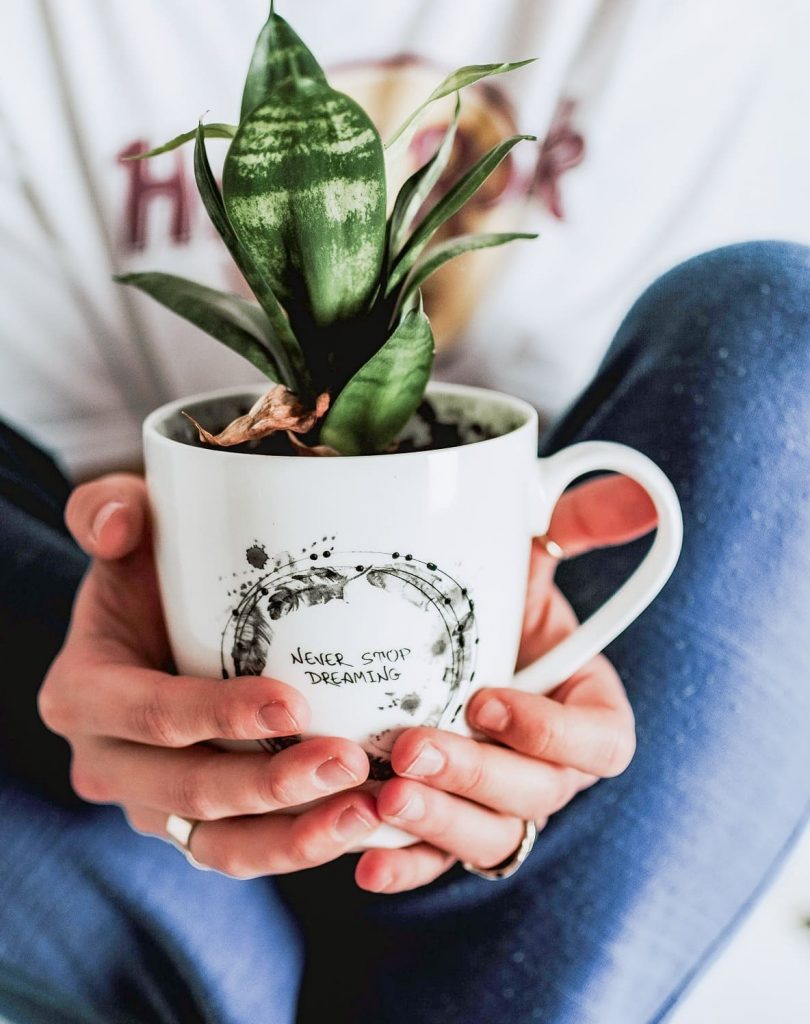 50+ Cute & Funny Plant Sayings For Every Occasion - Plantiful Interiors