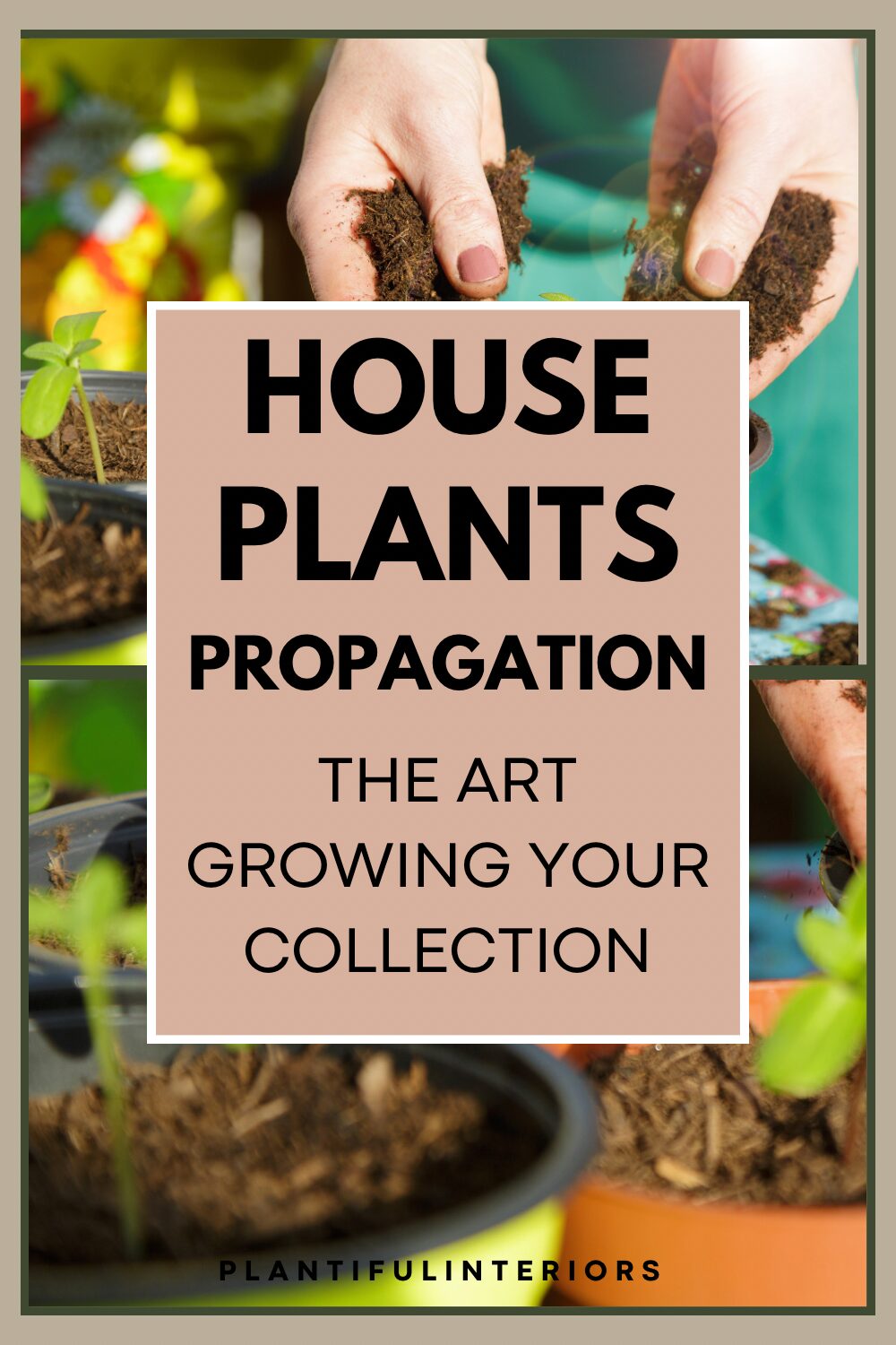 House Plants Propagation: 4 Best Way To Grow Your Collection